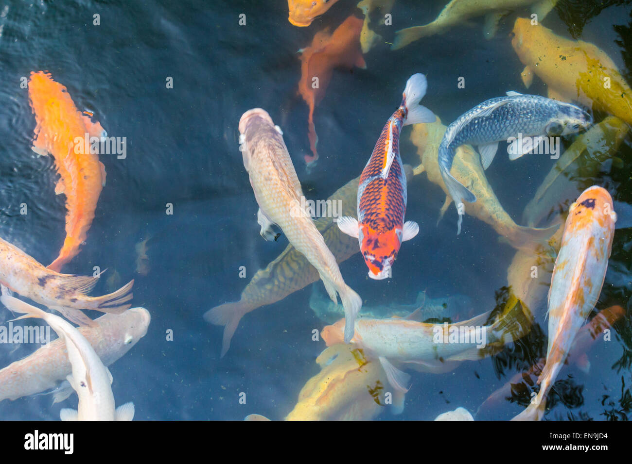 Color koi carp hi-res stock photography and images - Alamy