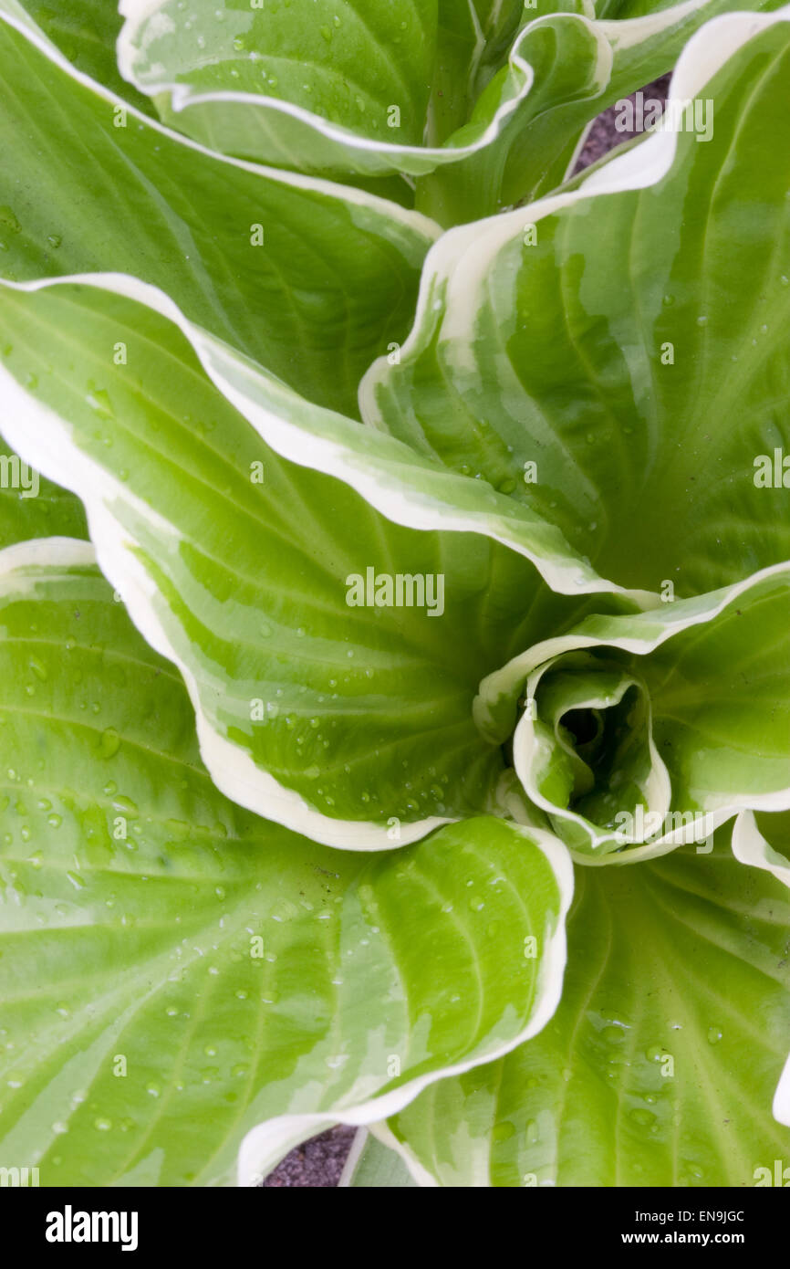 Close up of Hosta plant shot from above Stock Photo - Alamy