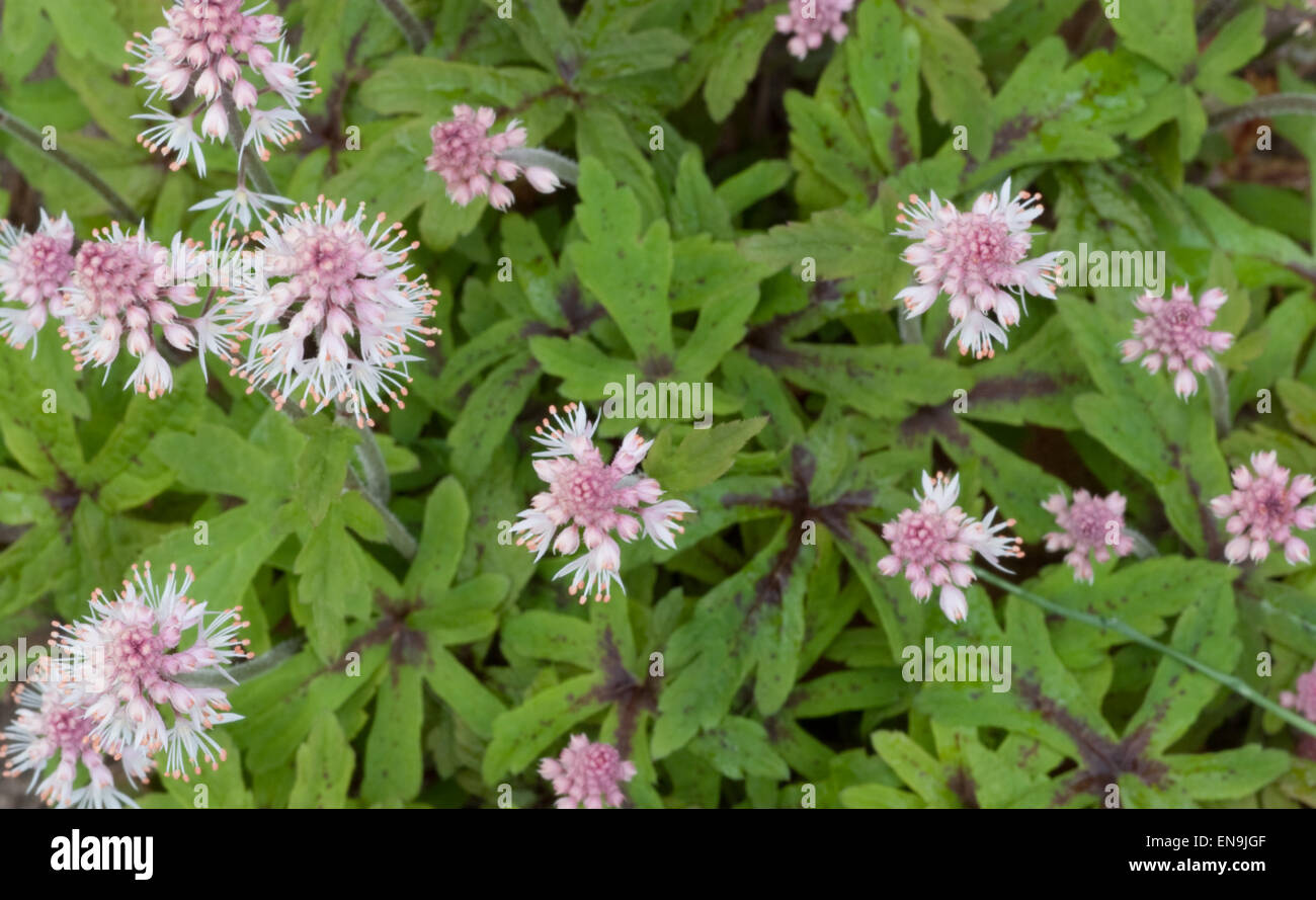 Tiarella hi-res stock photography and images - Alamy
