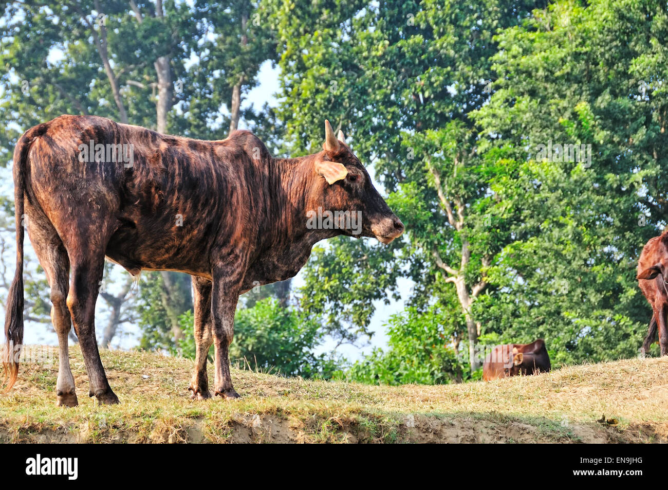 Nepal texture hi-res stock photography and images - Alamy