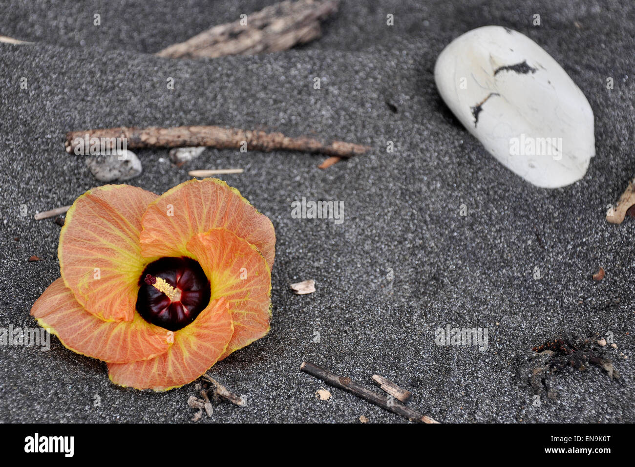 Indonesia, Flores island, flower Stock Photo - Alamy