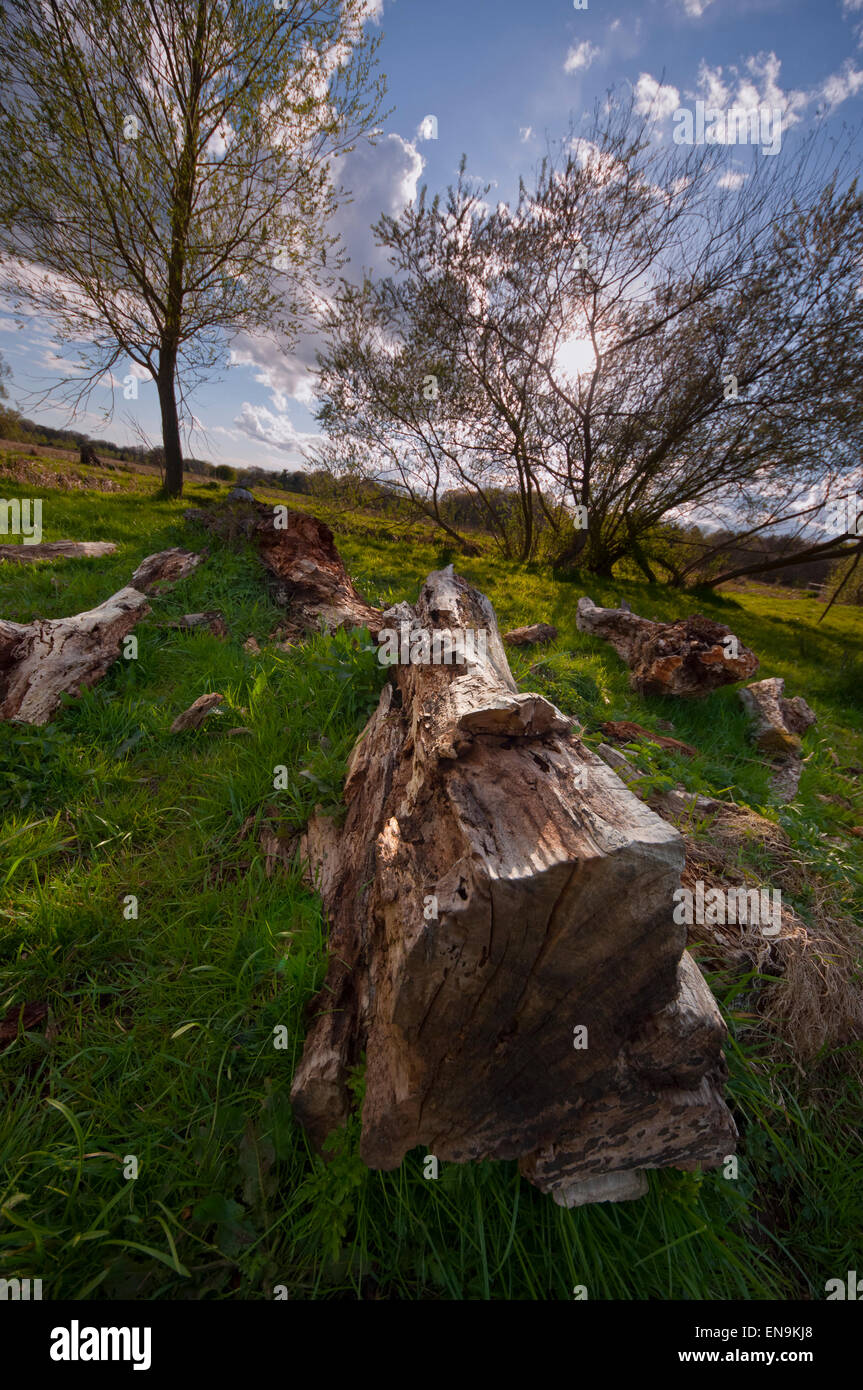 Rotten wooden tree fallen log rotting Stock Photo - Alamy