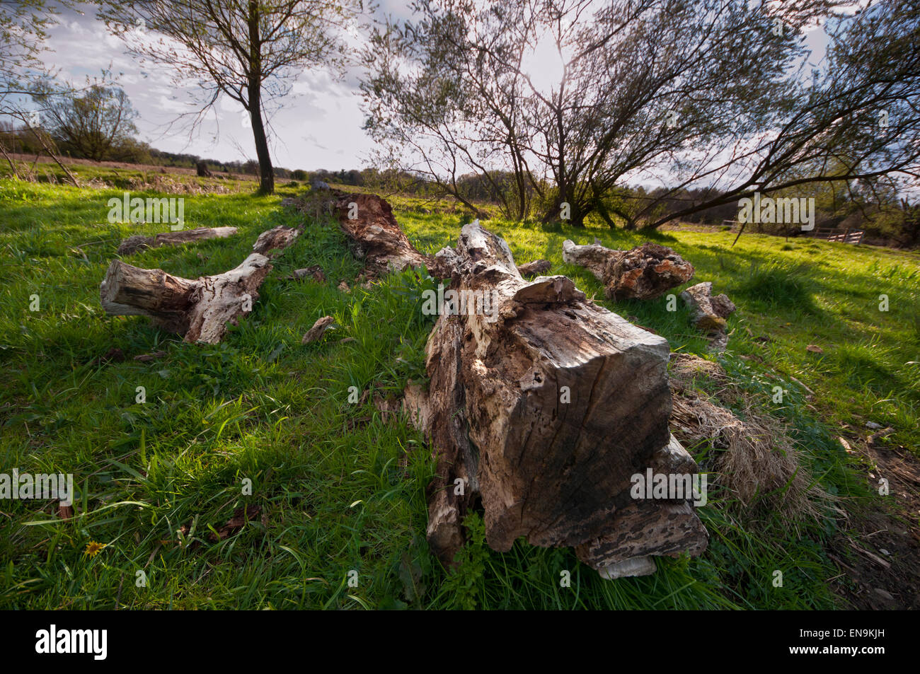 Rotten wooden tree fallen log rotting Stock Photo - Alamy
