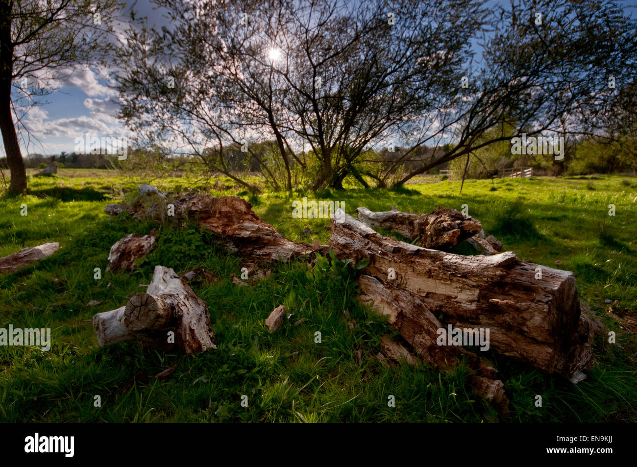 Rotten wooden tree fallen log rotting Stock Photo - Alamy