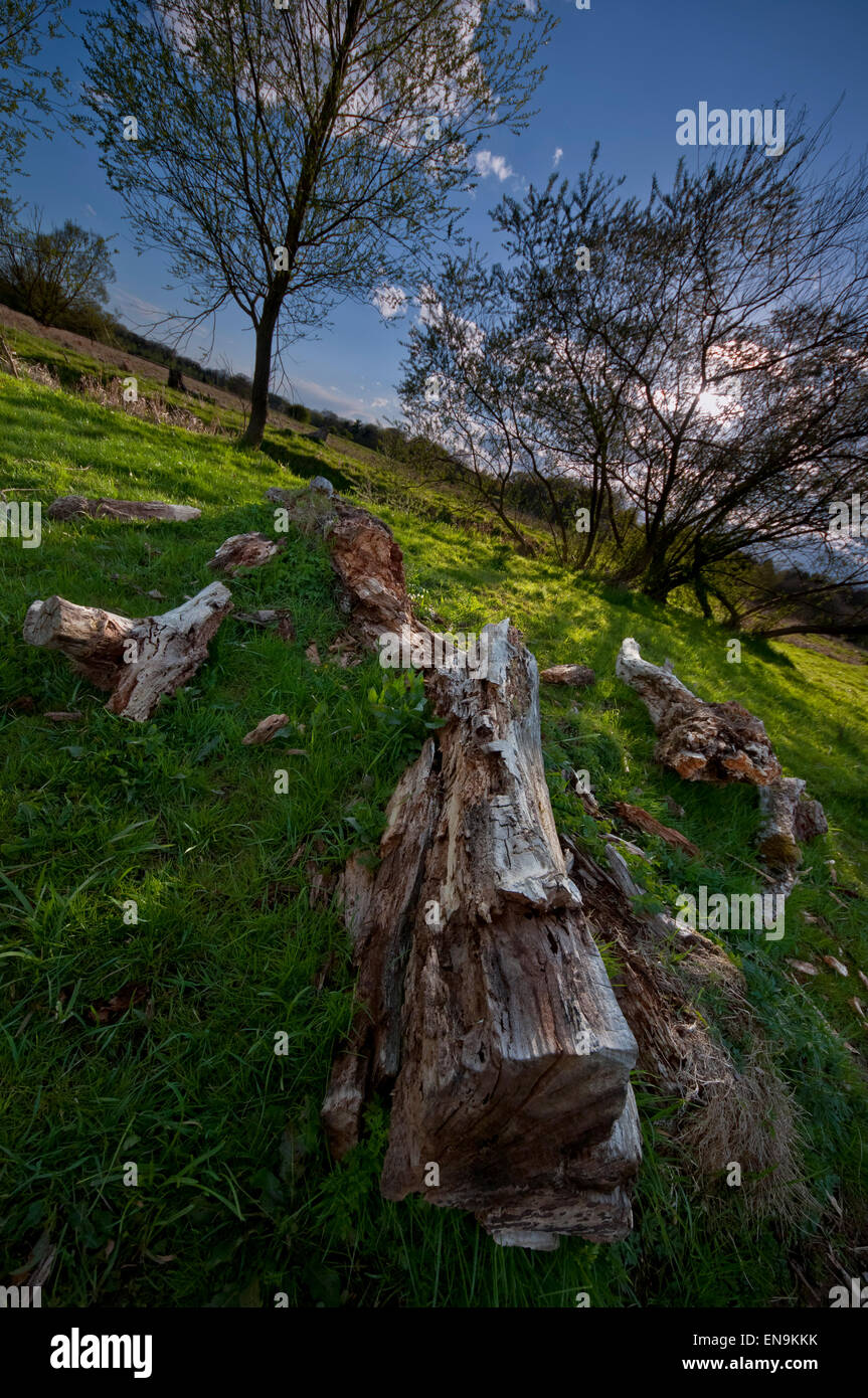 Rotten wooden tree fallen log rotting Stock Photo - Alamy