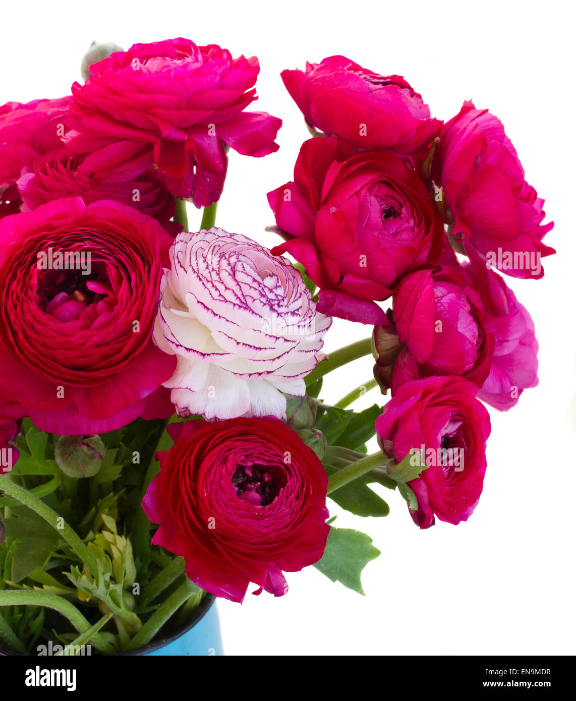 bunch of pink ranunculus flowers Stock Photo - Alamy