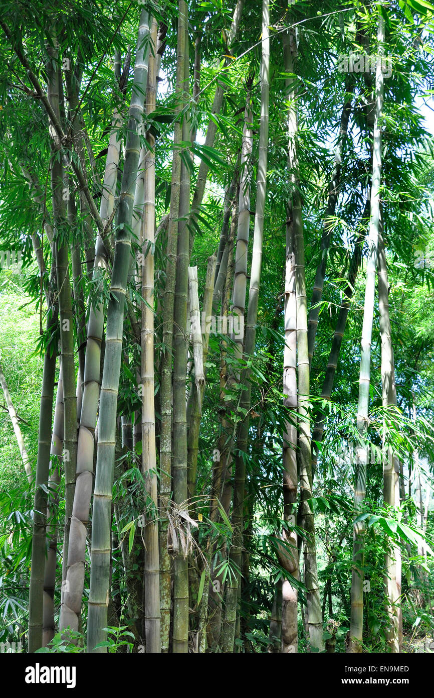 Indonesia, Flores island, Luba village, bamboo forest Stock Photo - Alamy