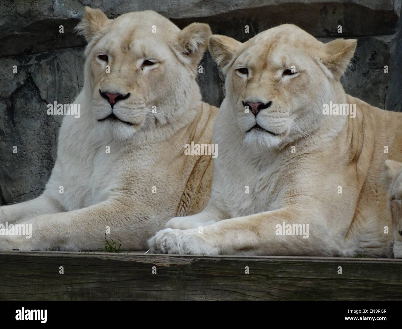 Lion Two Lionesses High Resolution Stock Photography and Images - Alamy