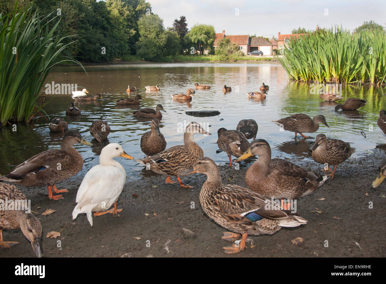 East anglia wildlife hi-res stock photography and images - Alamy