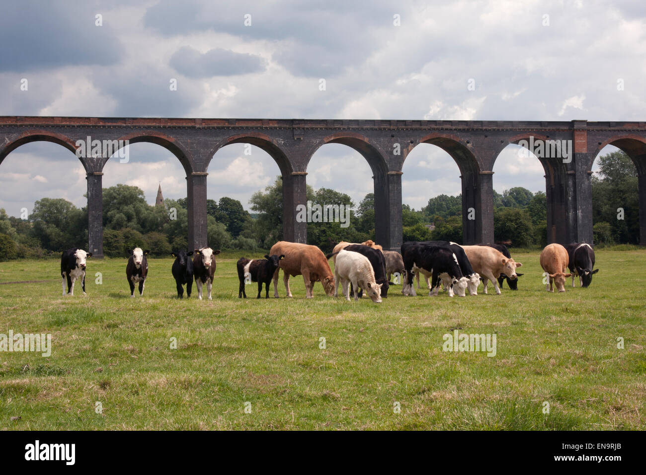 cattle grazing, Welland or Seaton viaduct, Harringworth ...