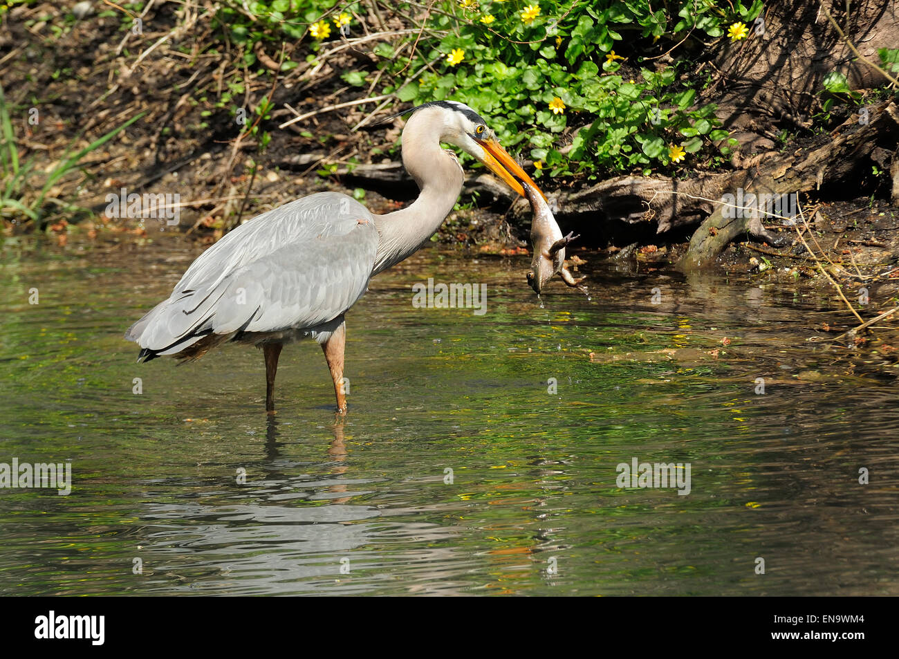 Giant frog hunting hi-res stock photography and images - Alamy