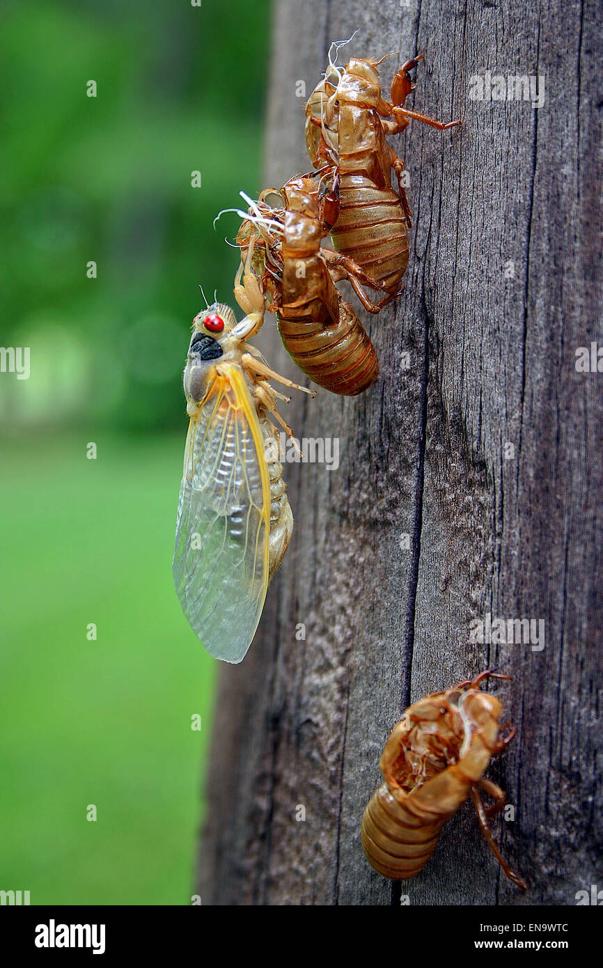 do locust shed their skin