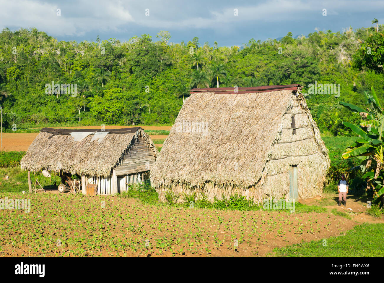 Cuba Vinales smallholding farm field tobacco drying shed barn shack ...