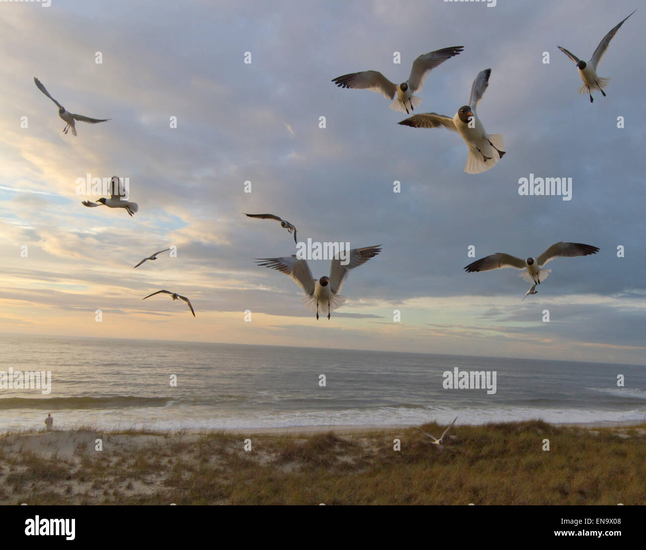 Ocean behind bird hi-res stock photography and images - Alamy