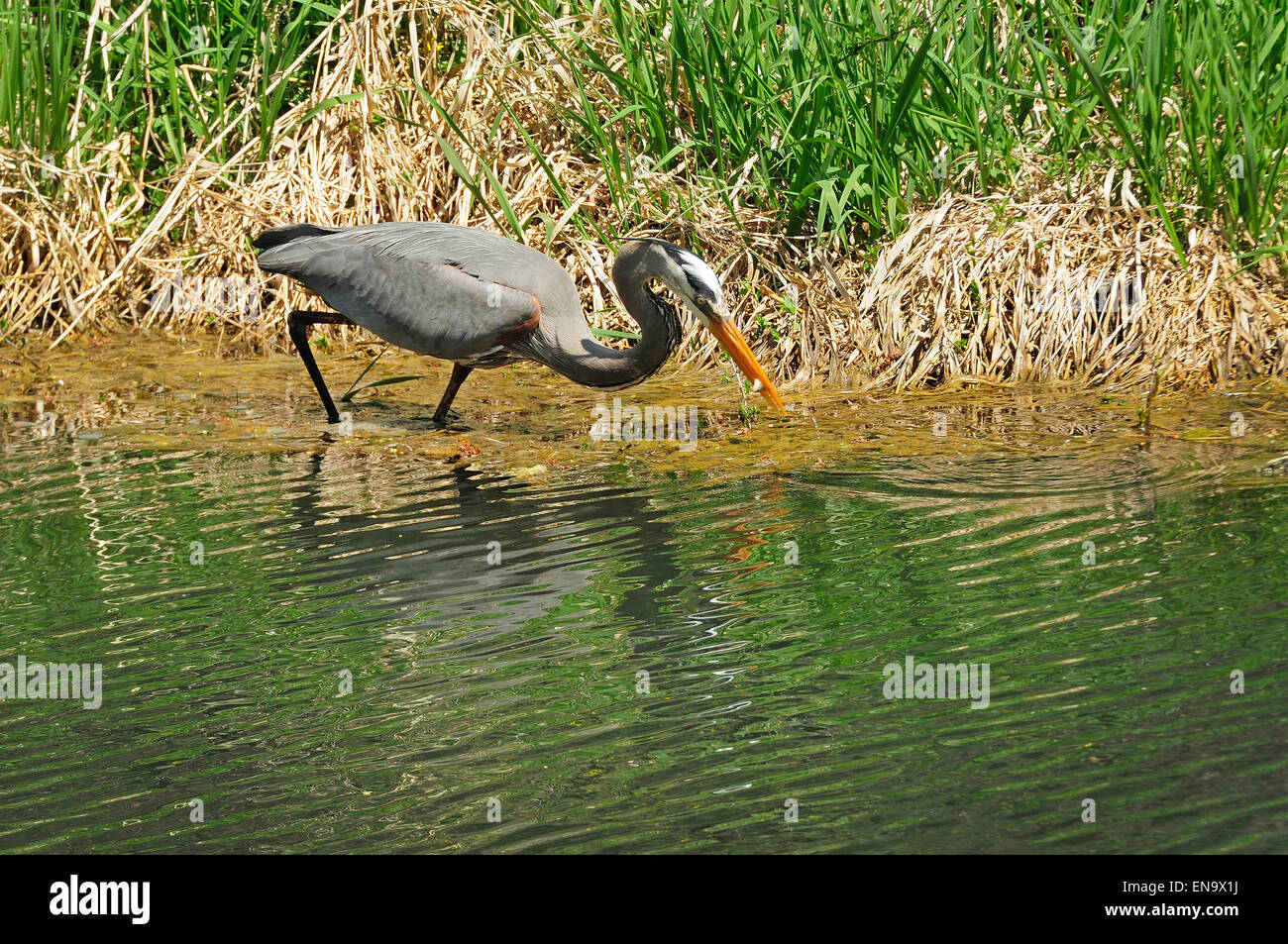 Great Blue Heron stalking prey. (Ardea herodias Stock Photo - Alamy