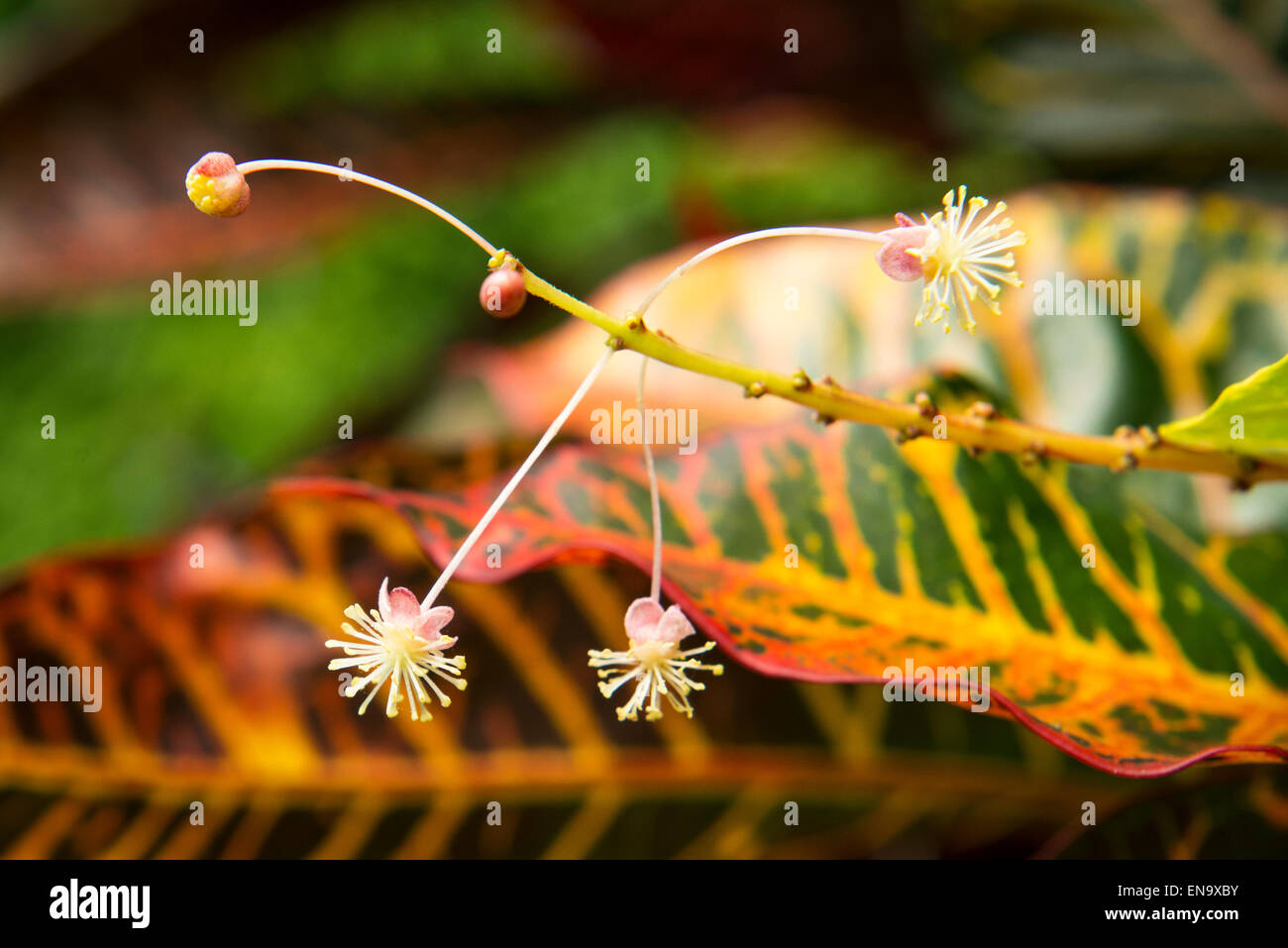 Cuba Vinales tropical plant plants flower flowers flora Stock Photo - Alamy