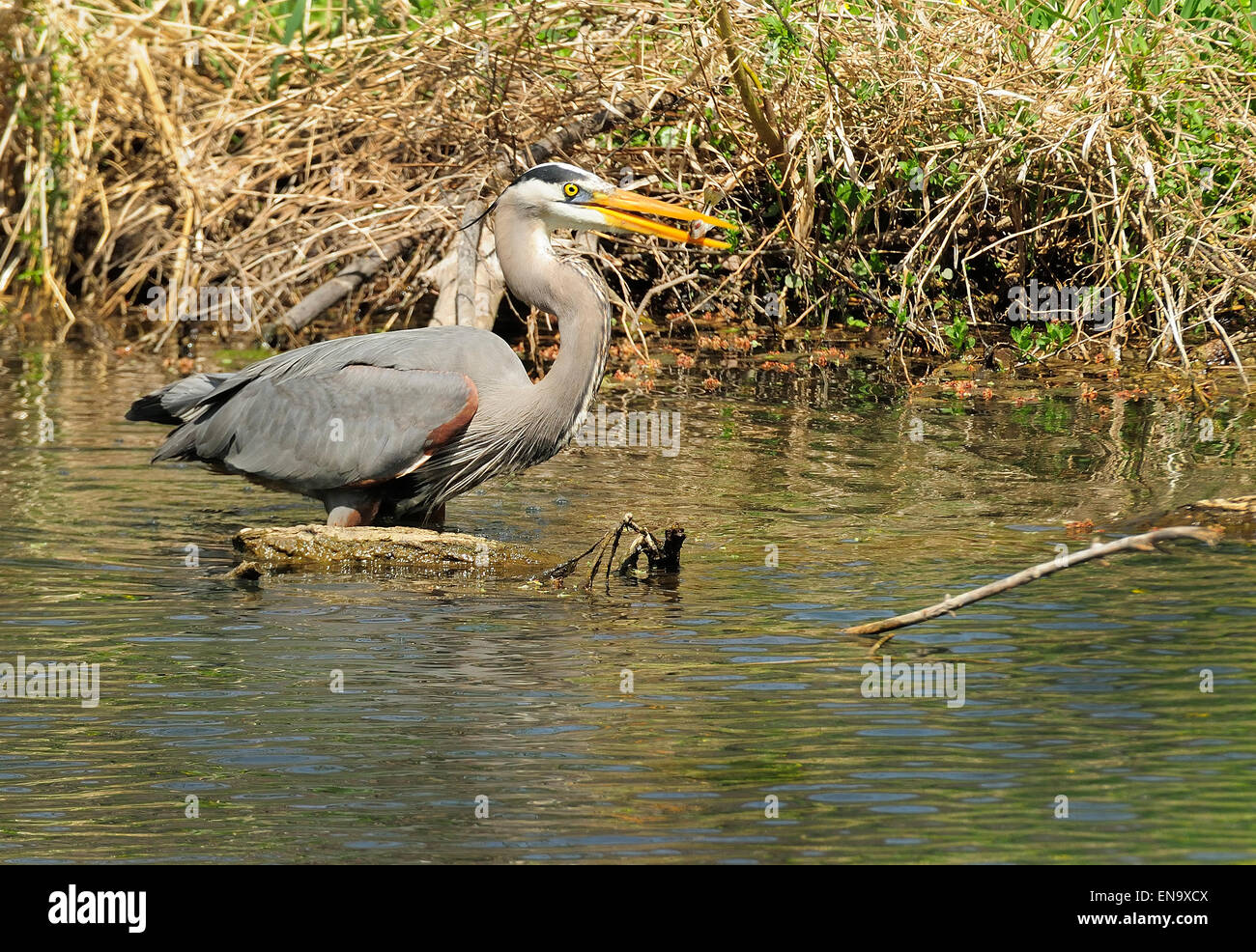 Blue heron bird stalking food hi-res stock photography and images - Alamy