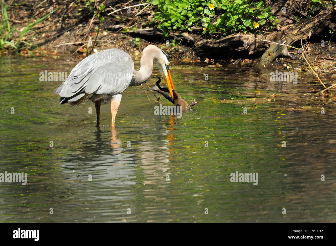 Giant frog hunting hi-res stock photography and images - Alamy