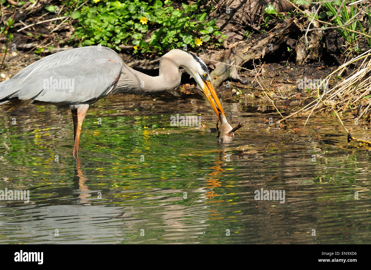 Trapped frog hi-res stock photography and images - Alamy