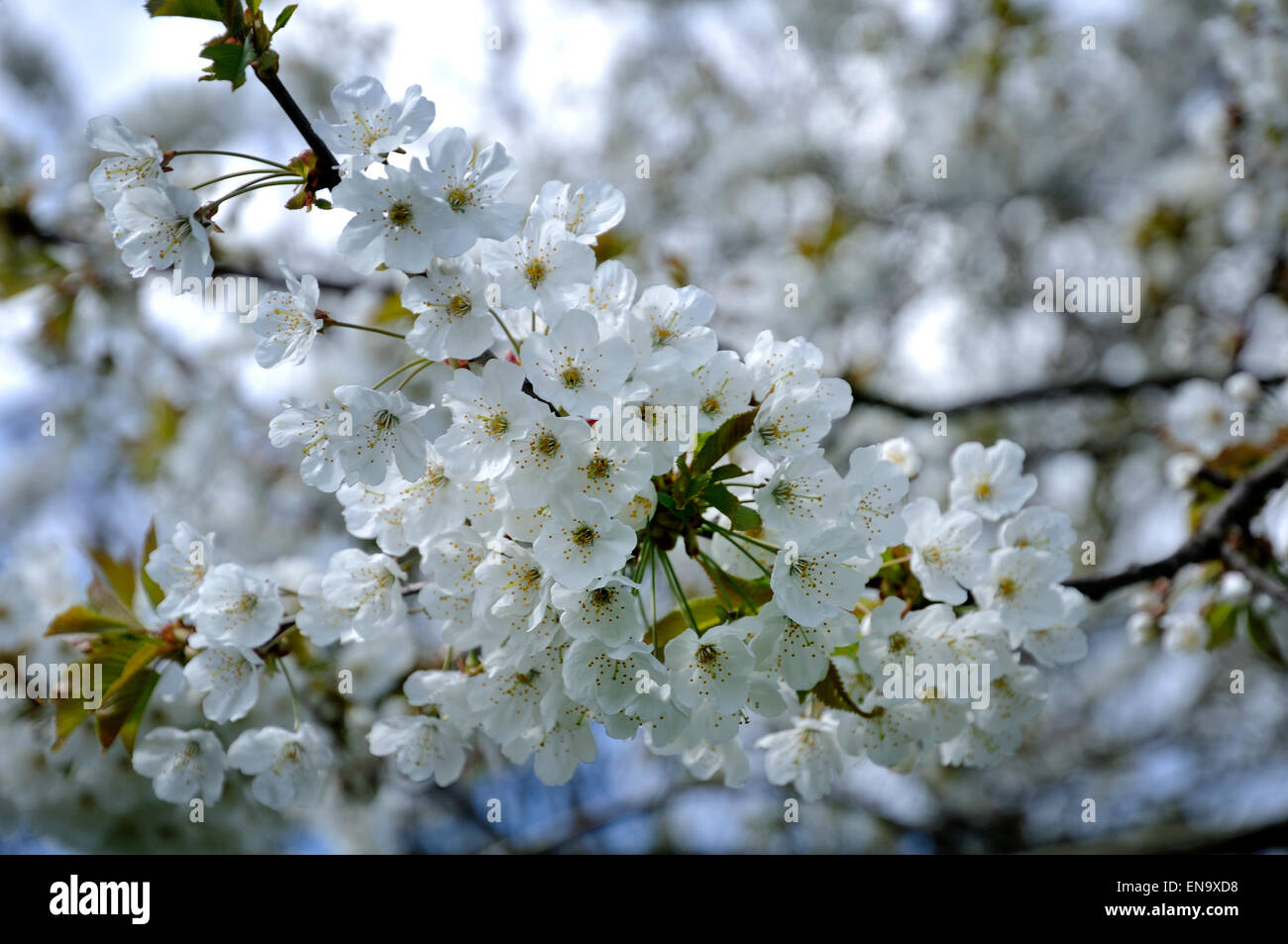 White blossom spring hi-res stock photography and images - Alamy