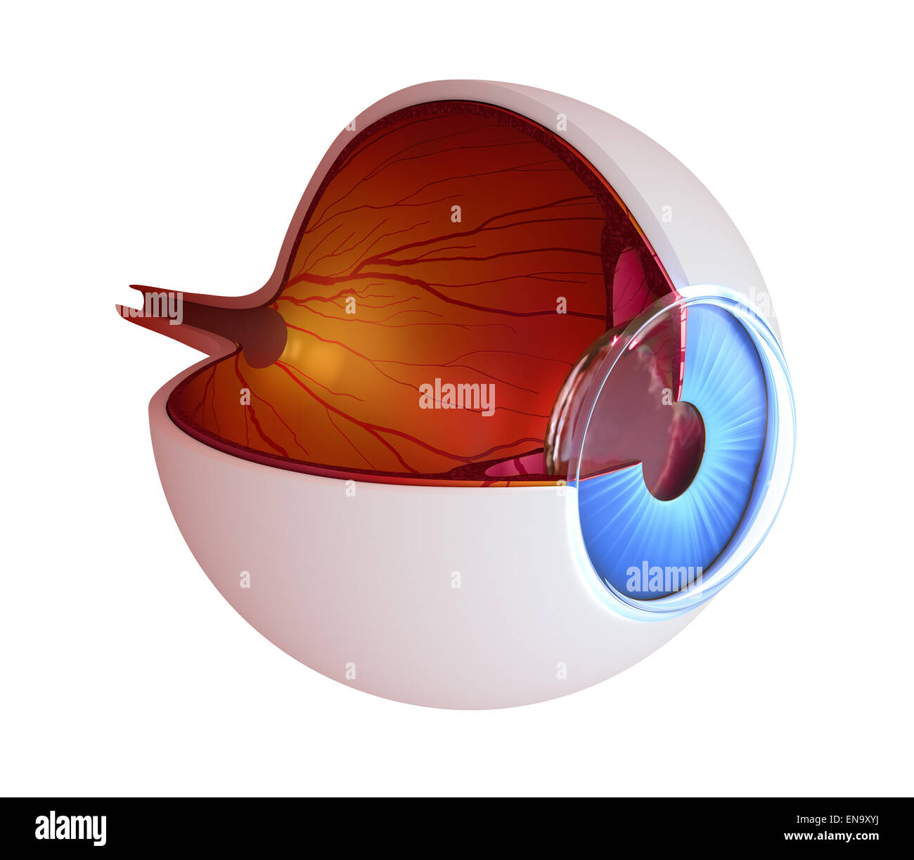 Eye anatomy - inner structure isolated on white Stock Photo - Alamy