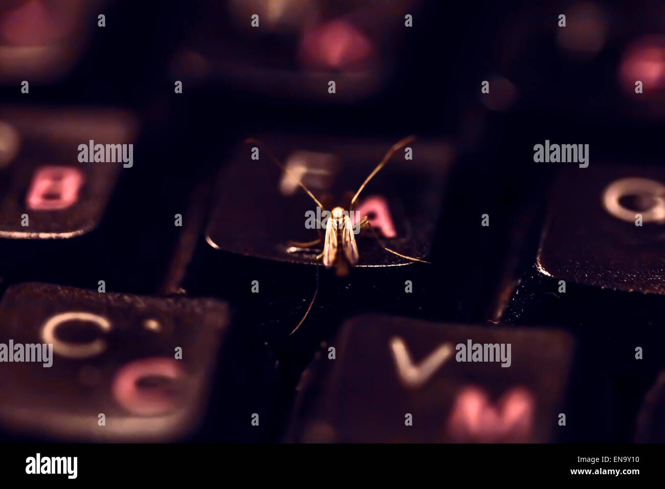 Insect on keyboard in futuristic bokeh colours Stock Photo - Alamy