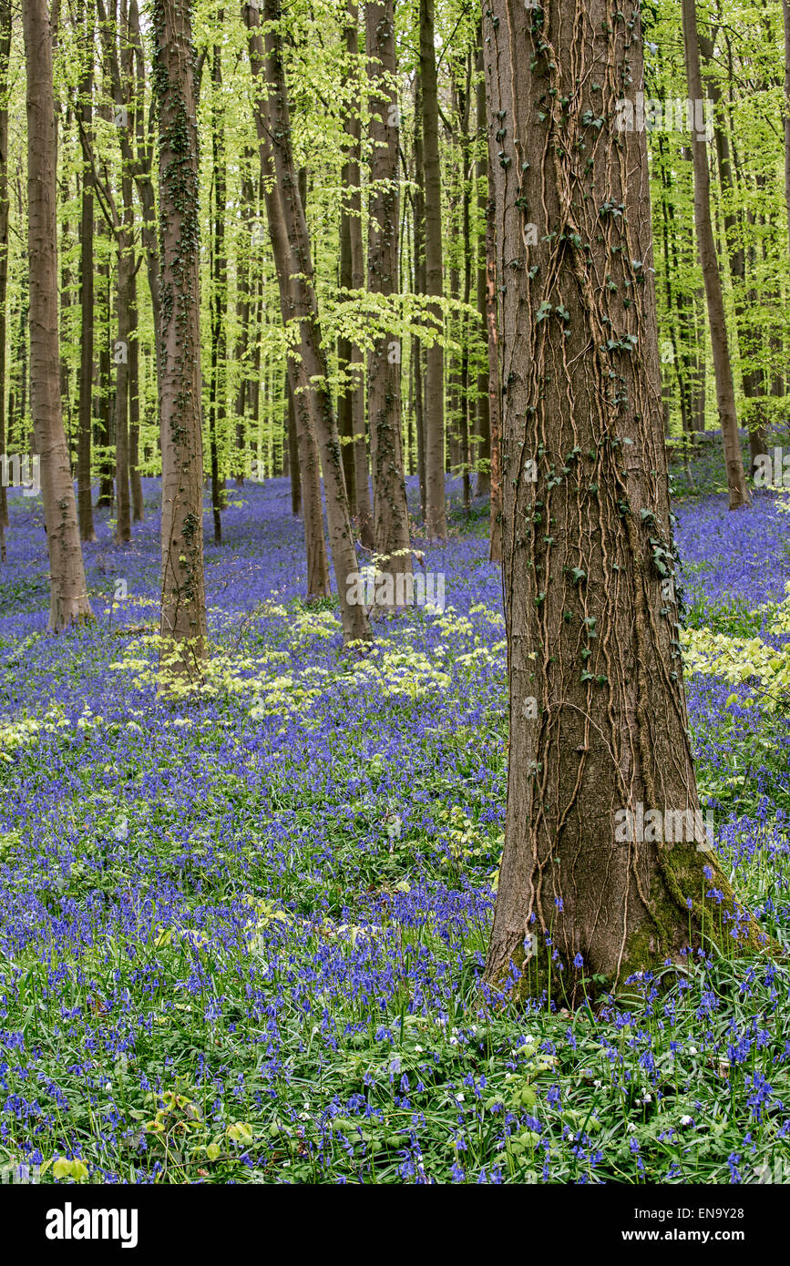 Bluebells (Endymion nonscriptus) in flower in beech forest (Fagus ...