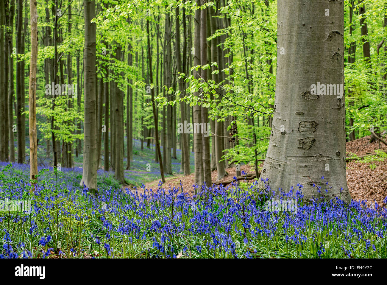 Bluebells (Endymion nonscriptus) in flower in beech forest (Fagus ...