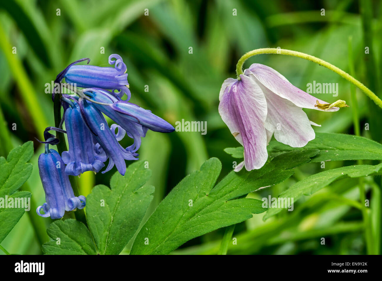 Bluebell (Endymion nonscriptus) and wood anemone (Anemone nemorosa) in ...