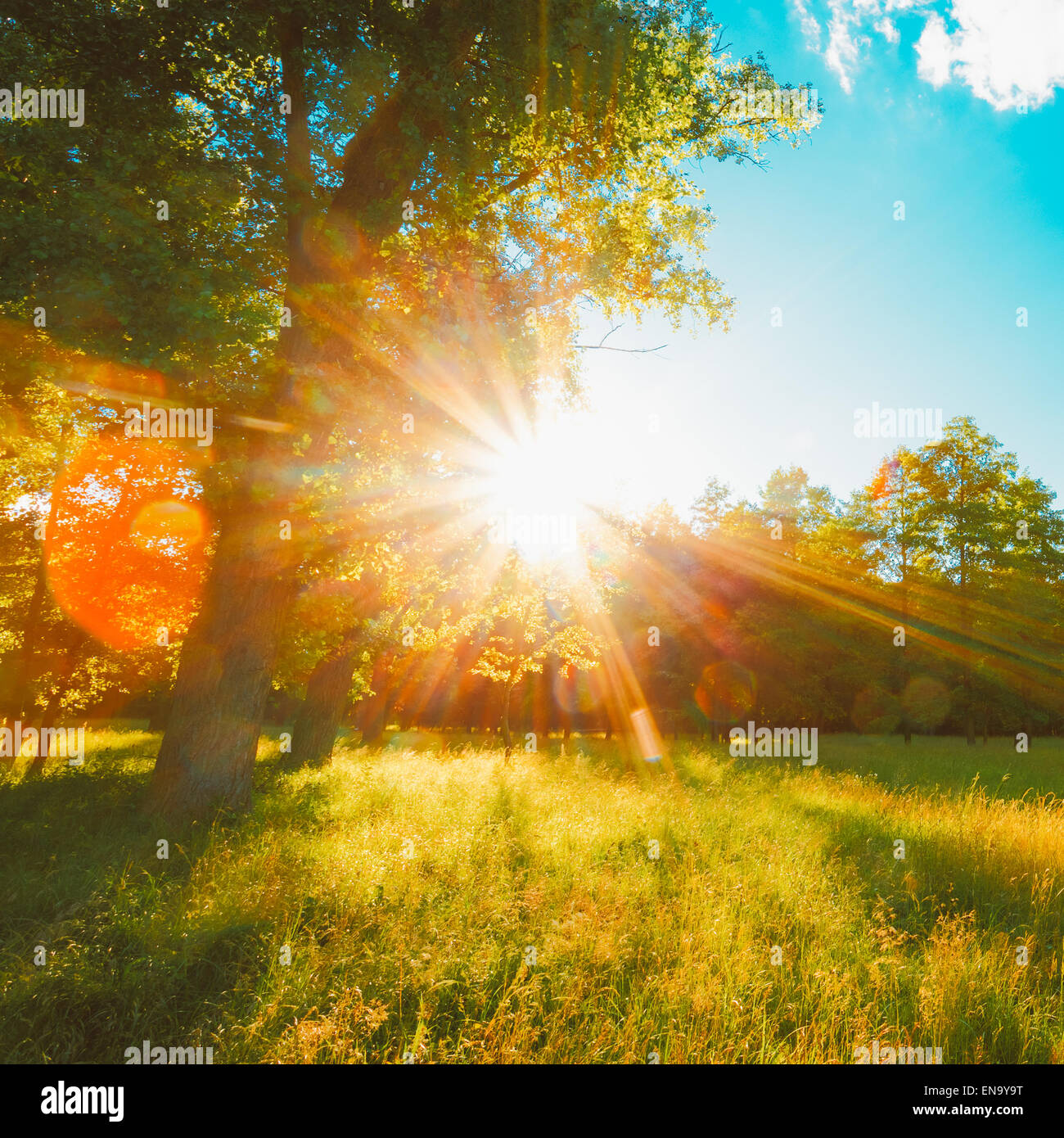 Summer Sunny Forest Trees And Green Grass. Nature Wood Sunlight ...
