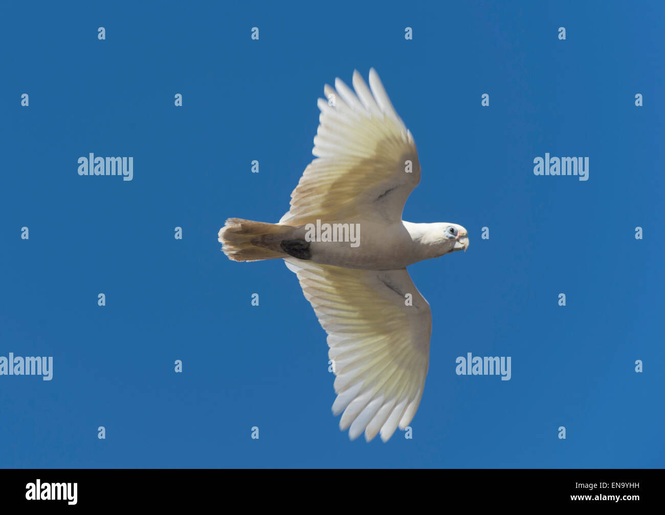 Little Corella (Cacatua pastinator), Western Australia Stock Photo - Alamy