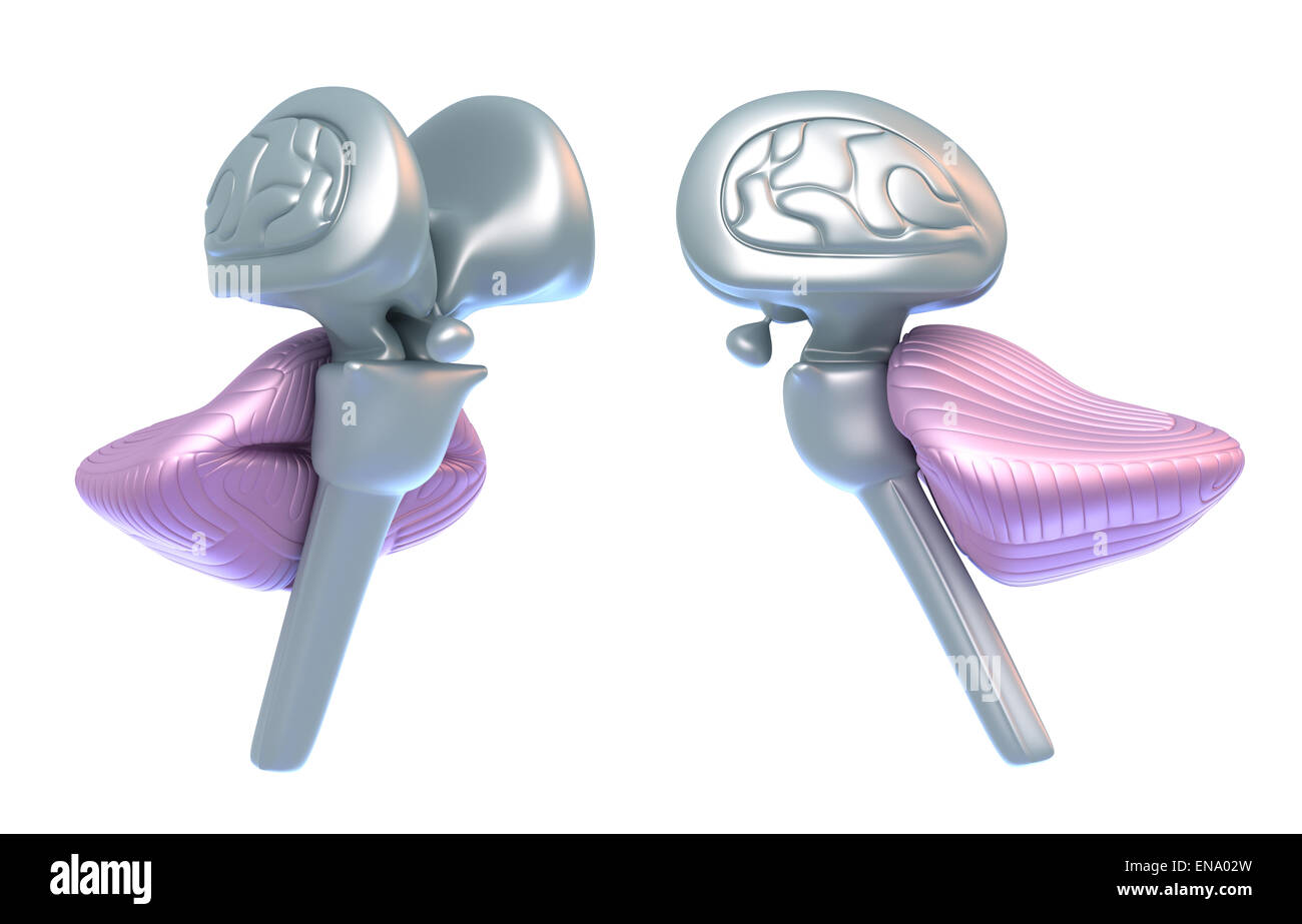 Cerebellum with brain stem. Isolated on white Stock Photo - Alamy