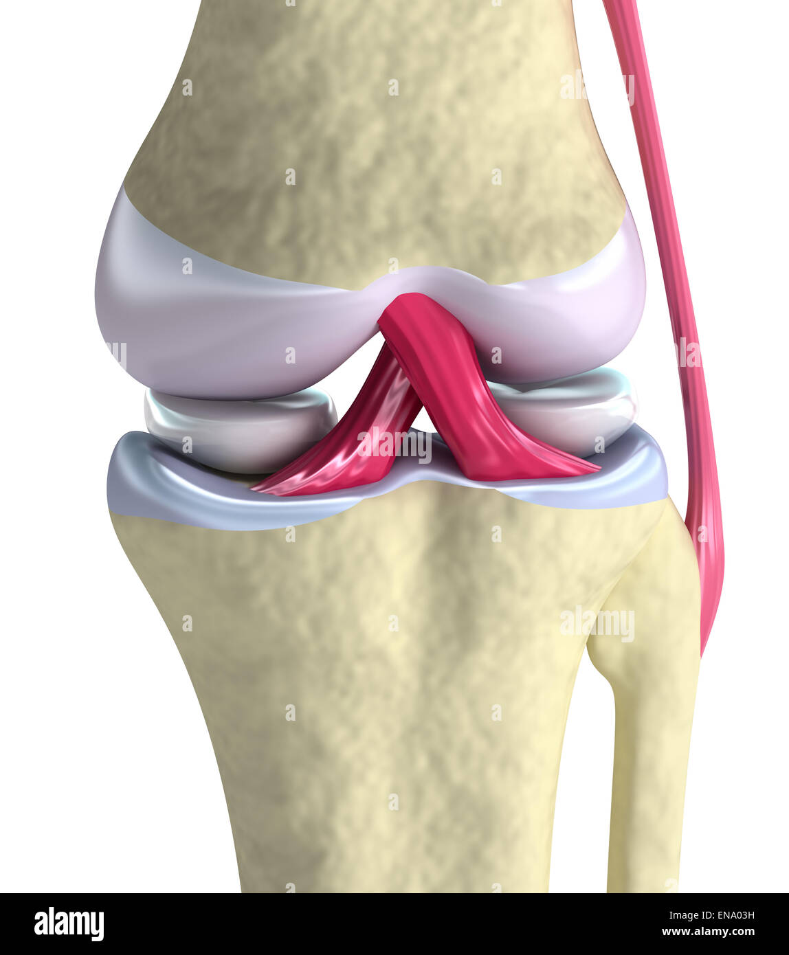 Interarticular hi-res stock photography and images - Alamy