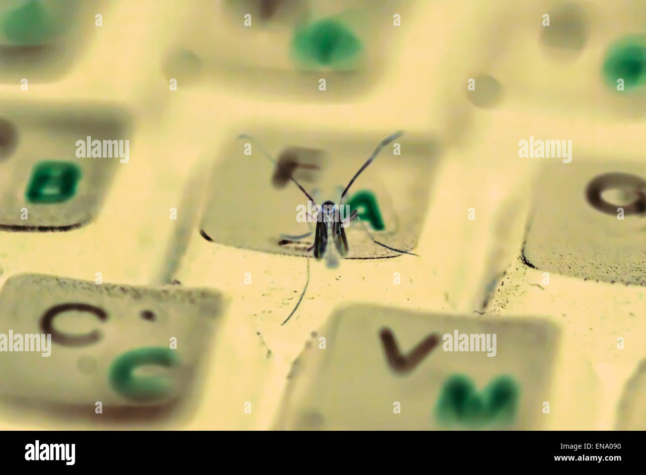 Insect on keyboard in futuristic bokeh colours Stock Photo - Alamy