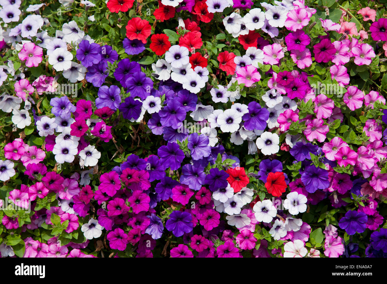 Striped petunia flowers hi-res stock photography and images - Alamy