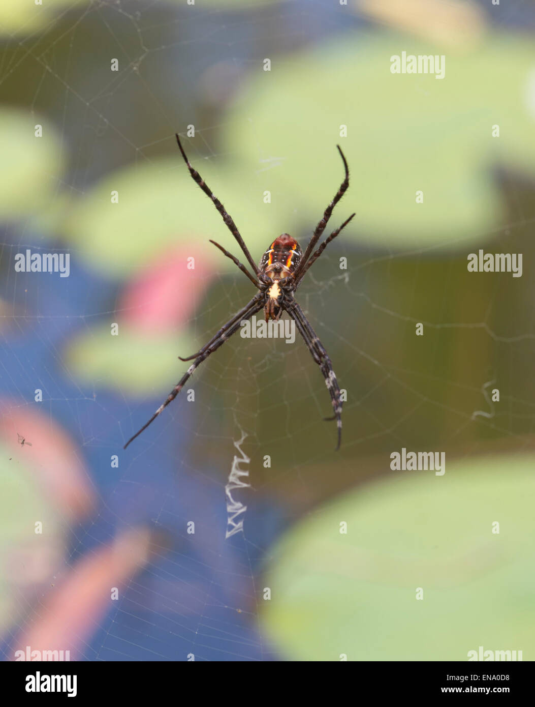 St Andrew's Cross Spider (Argiope keyserlingi), Mt Hart, Kimberley ...