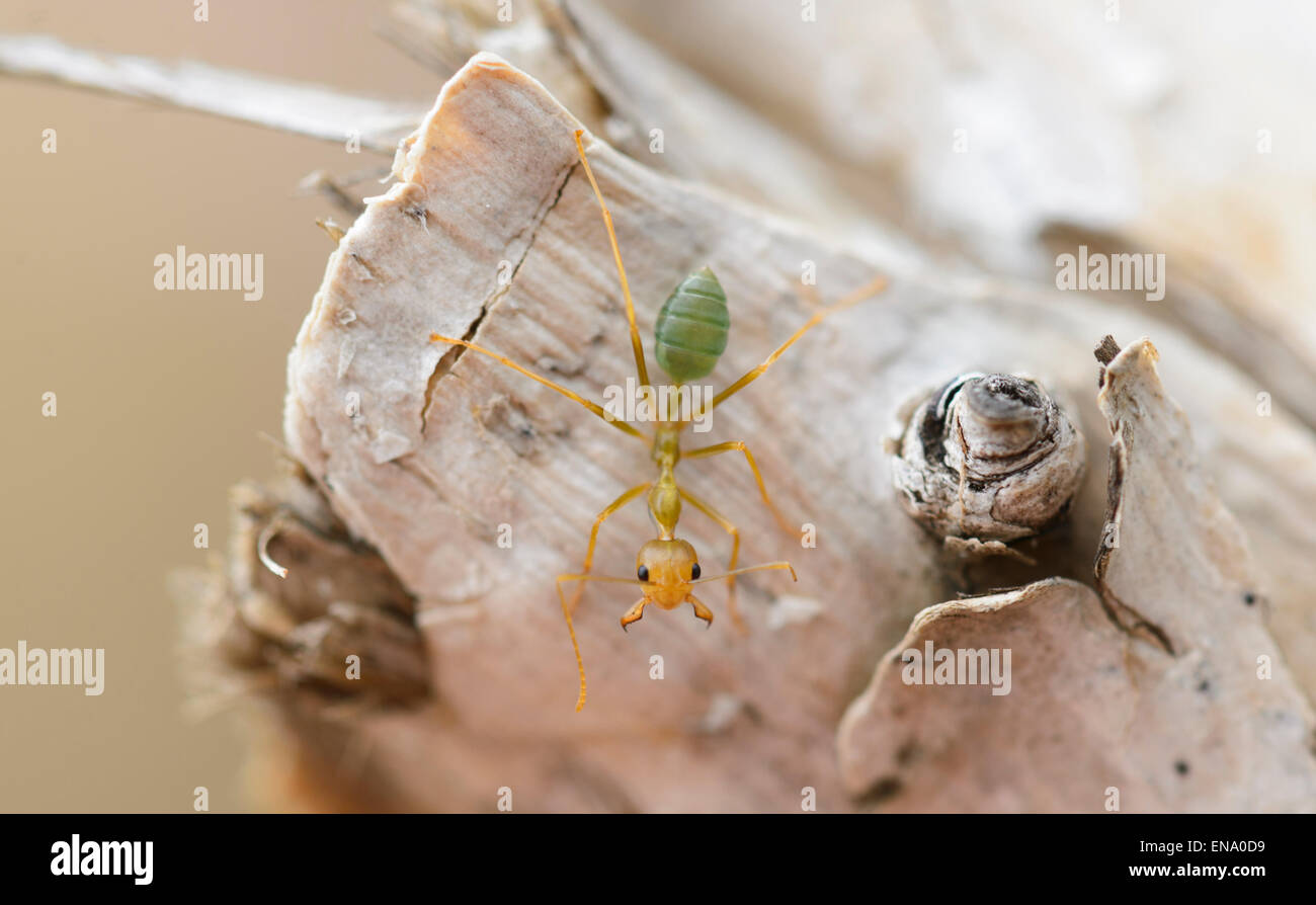 Green Tree Ants (Oecophylla smaragdina), Mt Hart, Kimberley Region ...