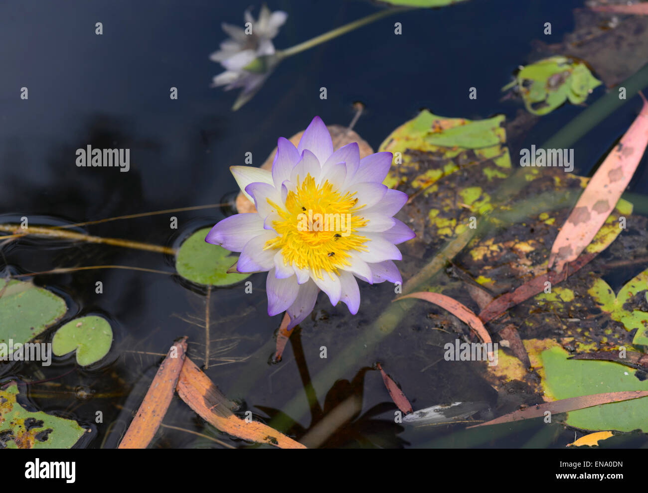 Blue Water Lily (Nymphaea violacea), Mt Hart, Kimberley, Western ...