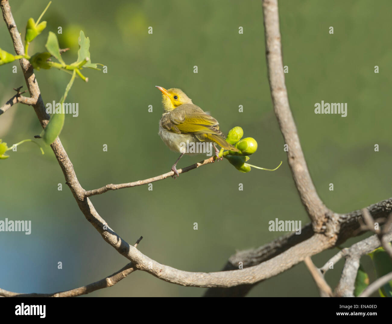 Yellow-tinted Honeyeater (Lichenostomus flavescens), Mt Hart, Kimberley ...
