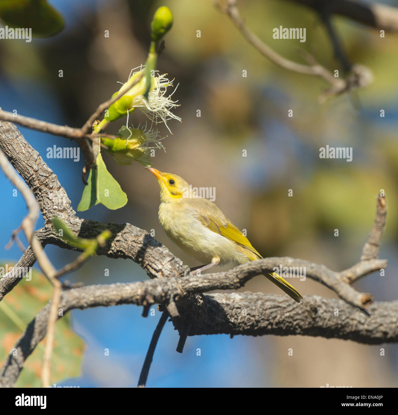 Yellow-tinted Honeyeater (Lichenostomus flavescens), Mt Hart, Kimberley ...