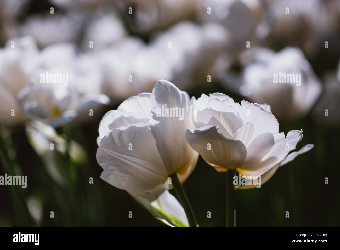 S pring flower hi-res stock photography and images - Alamy