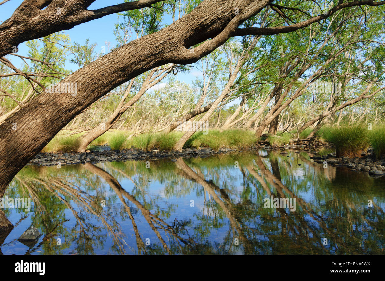 Bluebush hi-res stock photography and images - Alamy