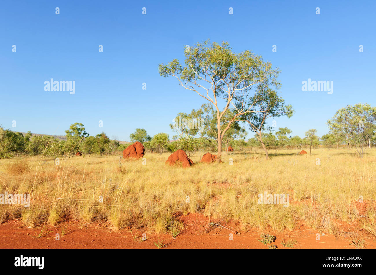 Australia outback grassland grass hi-res stock photography and images ...