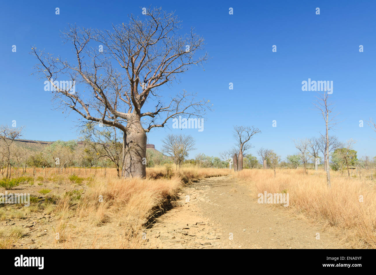 Boab Tree (Adansonia gregorii), Mornington Wilderness Camp, Kimberley ...