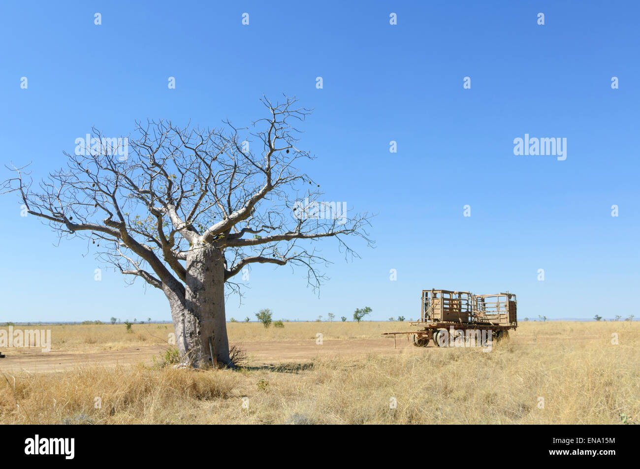 Boab Tree (Adansonia gregorii), Mornington Wilderness Camp, Kimberley ...