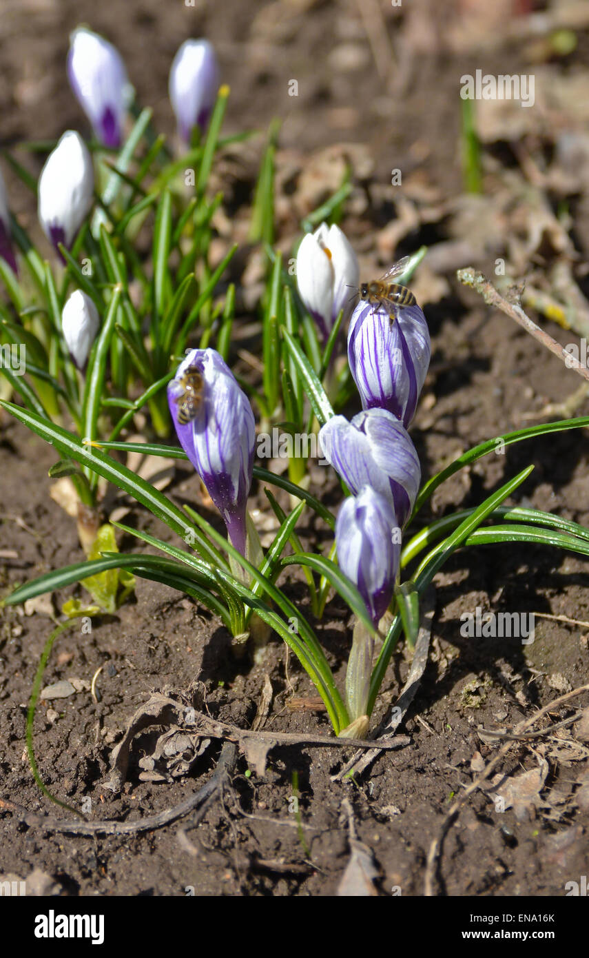 Spring photos crocuses hi-res stock photography and images - Alamy