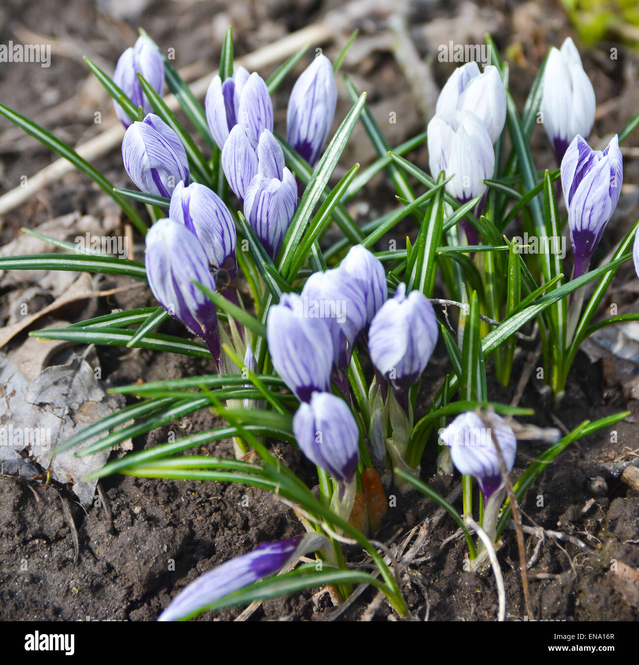 Photos of the April crocuses, spring primroses near Moscow Stock Photo ...