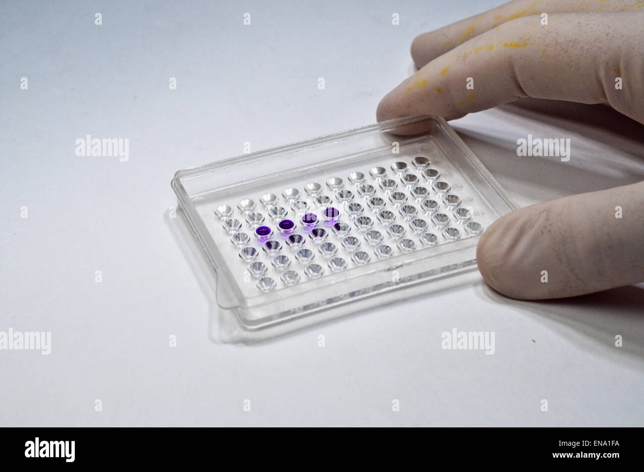 In biological research laboratories. The wells and printed samples of ...