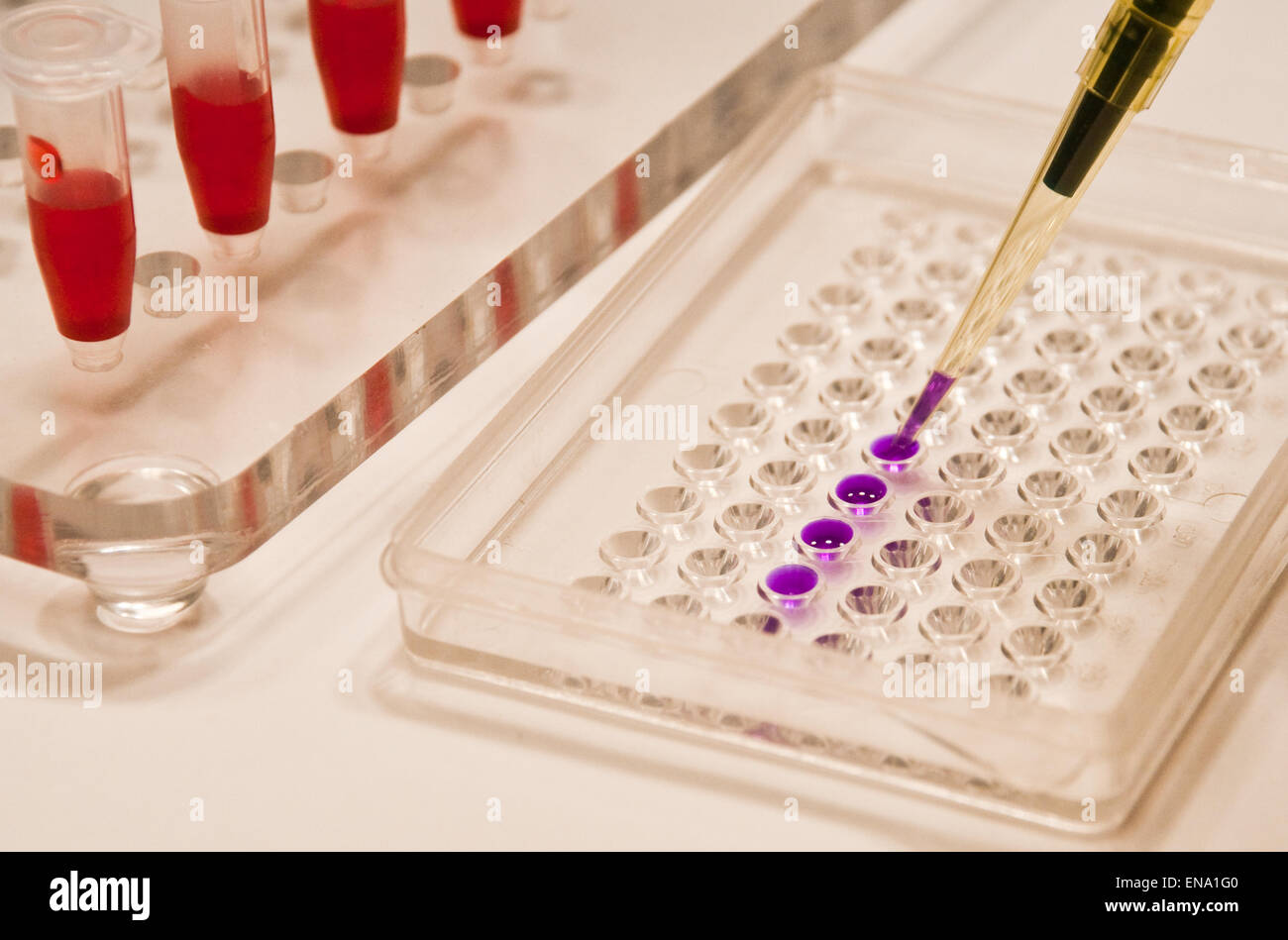 In biological research laboratories. The wells and printed samples of ...