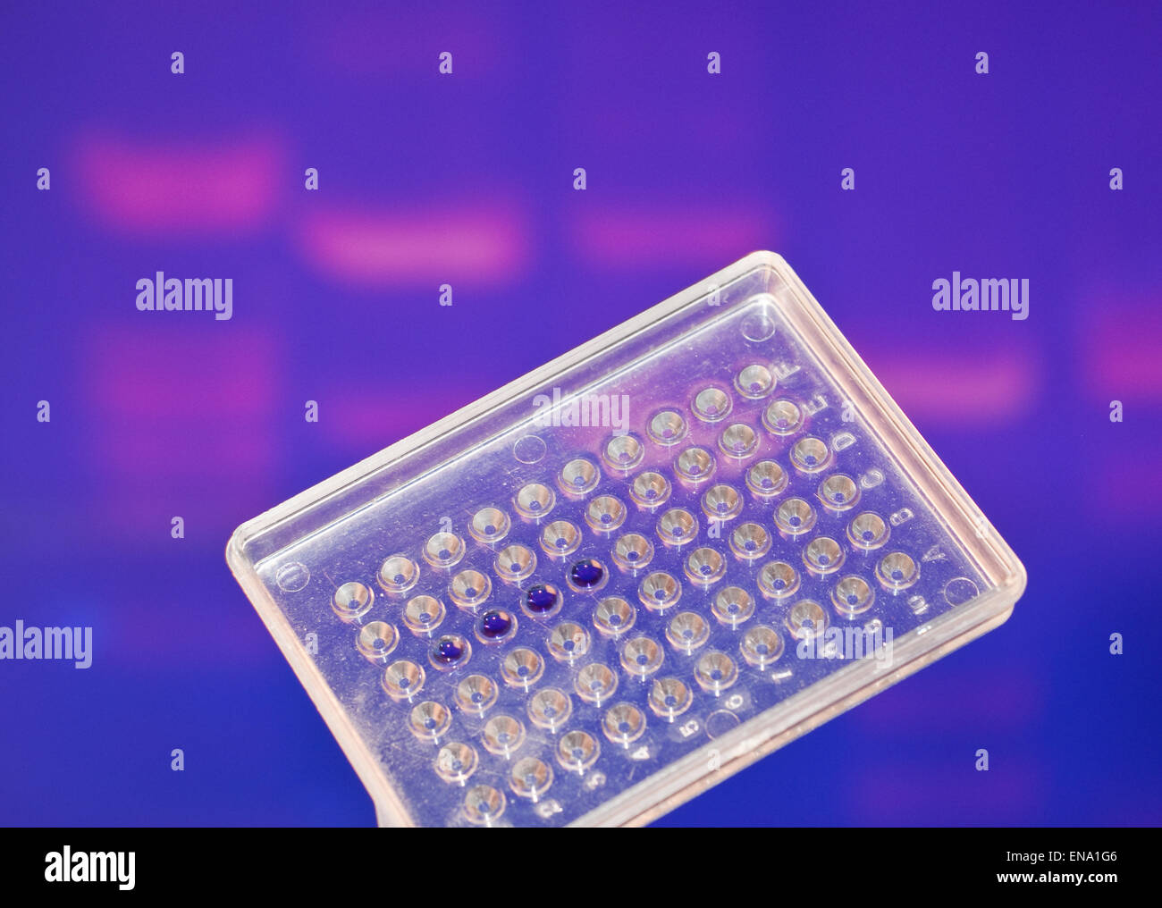 DNA testing in the laboratory. Well plate with samples on the ...